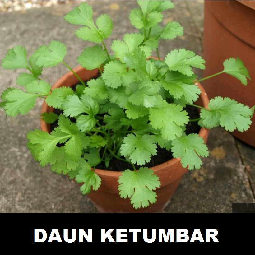 Daun Ketumbar 25 Biji Bibit seed seeds Benih Herb Coriander Daun ...