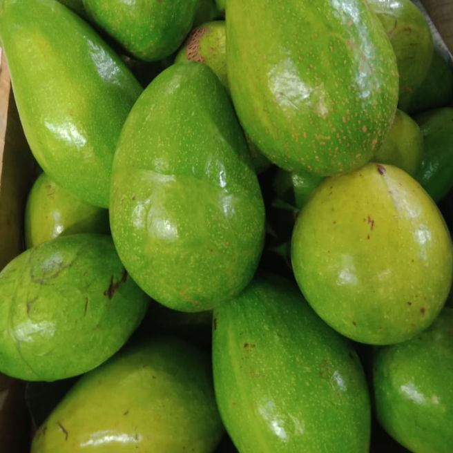 Pokat mentega super | Lazada Indonesia