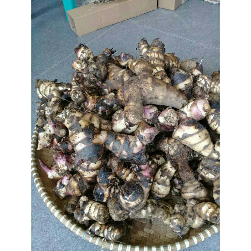 umbi ganyong, ganyol merah segar 1kg | Lazada Indonesia