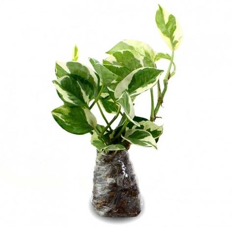 SIRIH BELANDA VARIEGATA | Lazada Indonesia