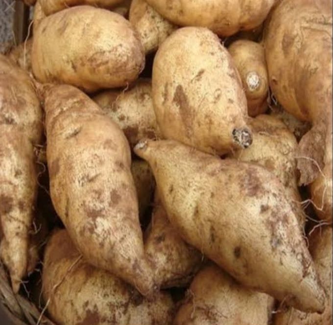 ubi putih manis 1kg beli 1kg gratis 1kg | Lazada Indonesia