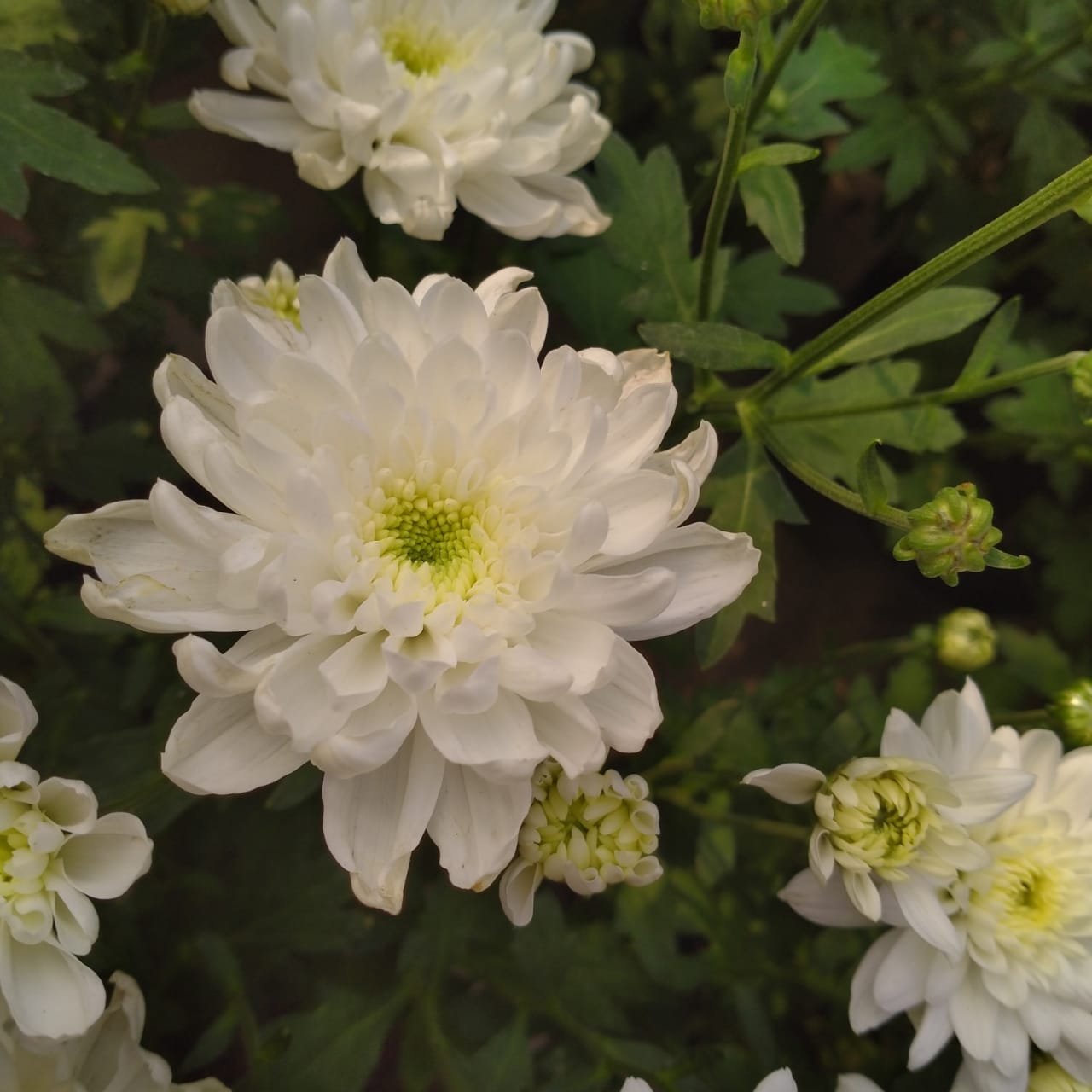 Tanaman hias aster putih | Lazada Indonesia