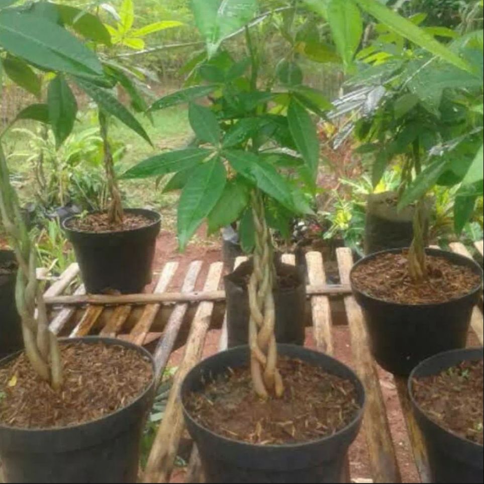 POHON HOKI / PACHIRA / KEPANG TIGA | Lazada Indonesia