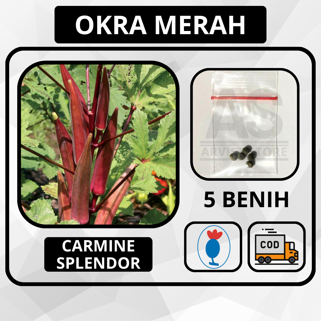 5 Butir - Okra Merah CARMINE SPLENDOR Known You Seed Bibit Sayuran ...