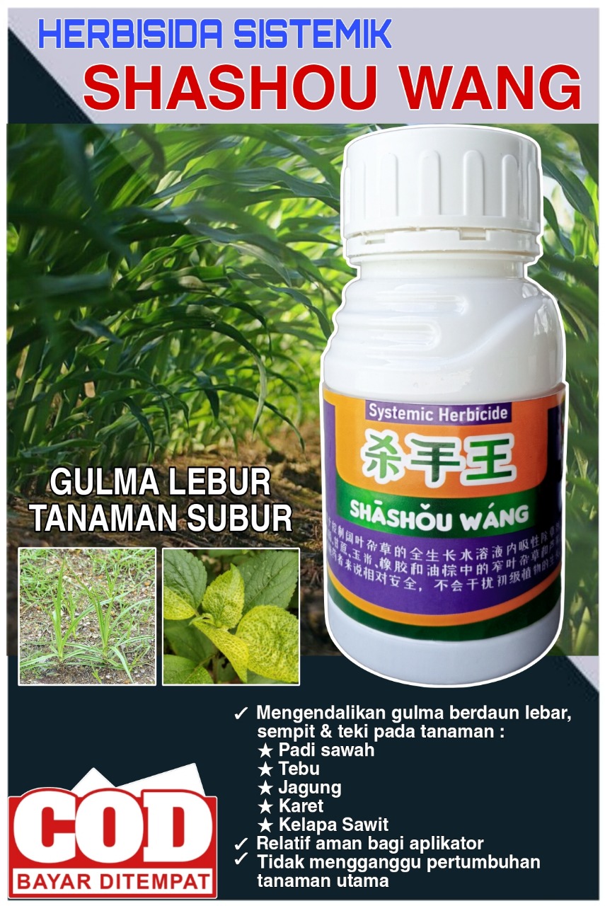 Herbisida Sistemik Pembasmi Rumput Gulma Sulit Untuk Padi Tebu Jagung ...