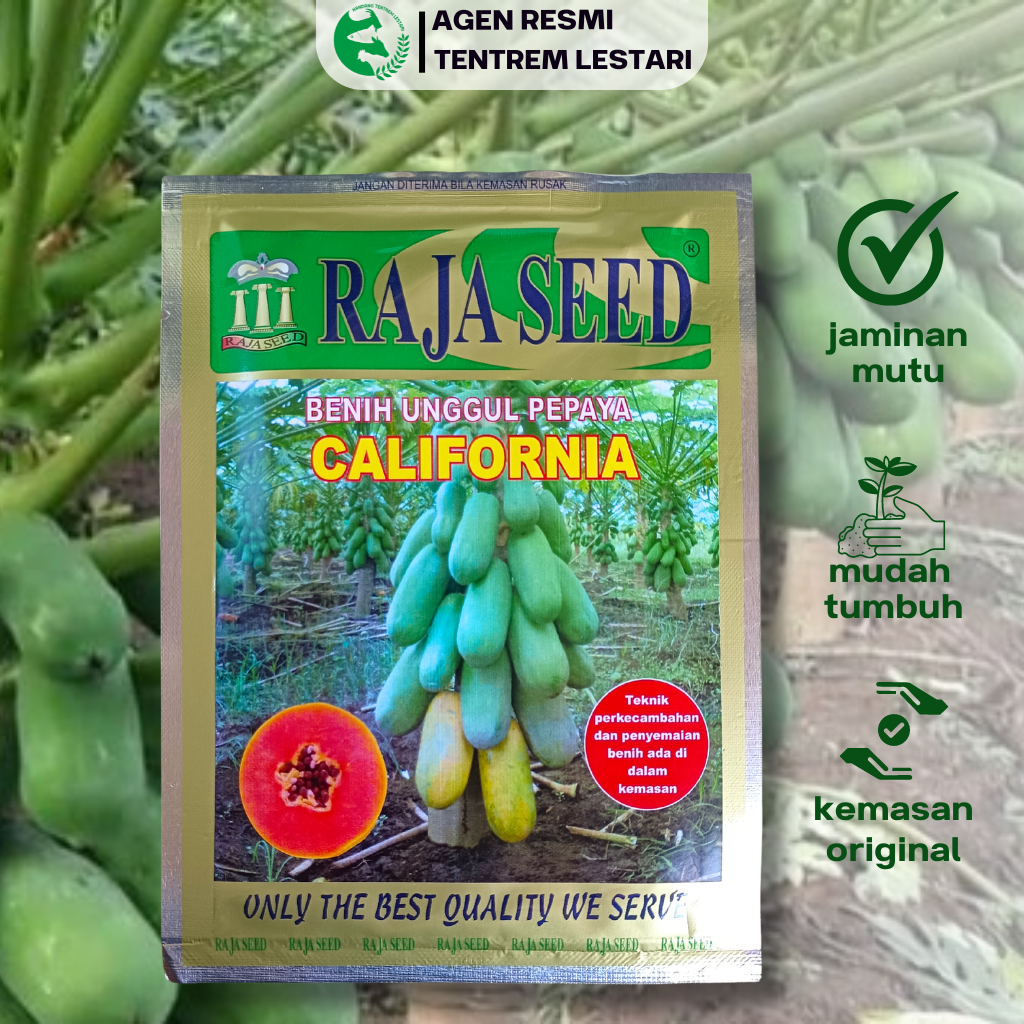 Benih Unggul Pepaya CALIFORNIA 1 gram Cap RAJA SEED Tanaman Pendek ...