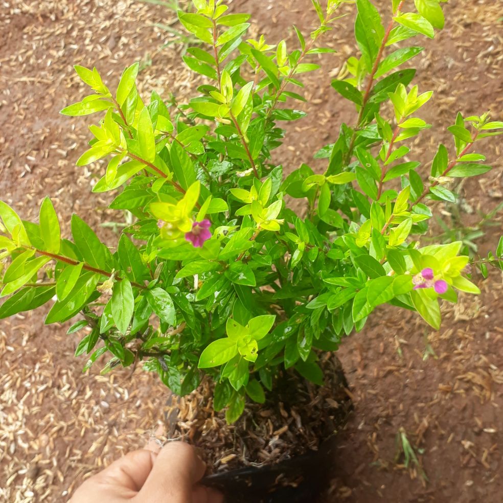 Tanaman Taiwan Beauty / Tanaman Bunga Taiwan Ungu | Lazada Indonesia