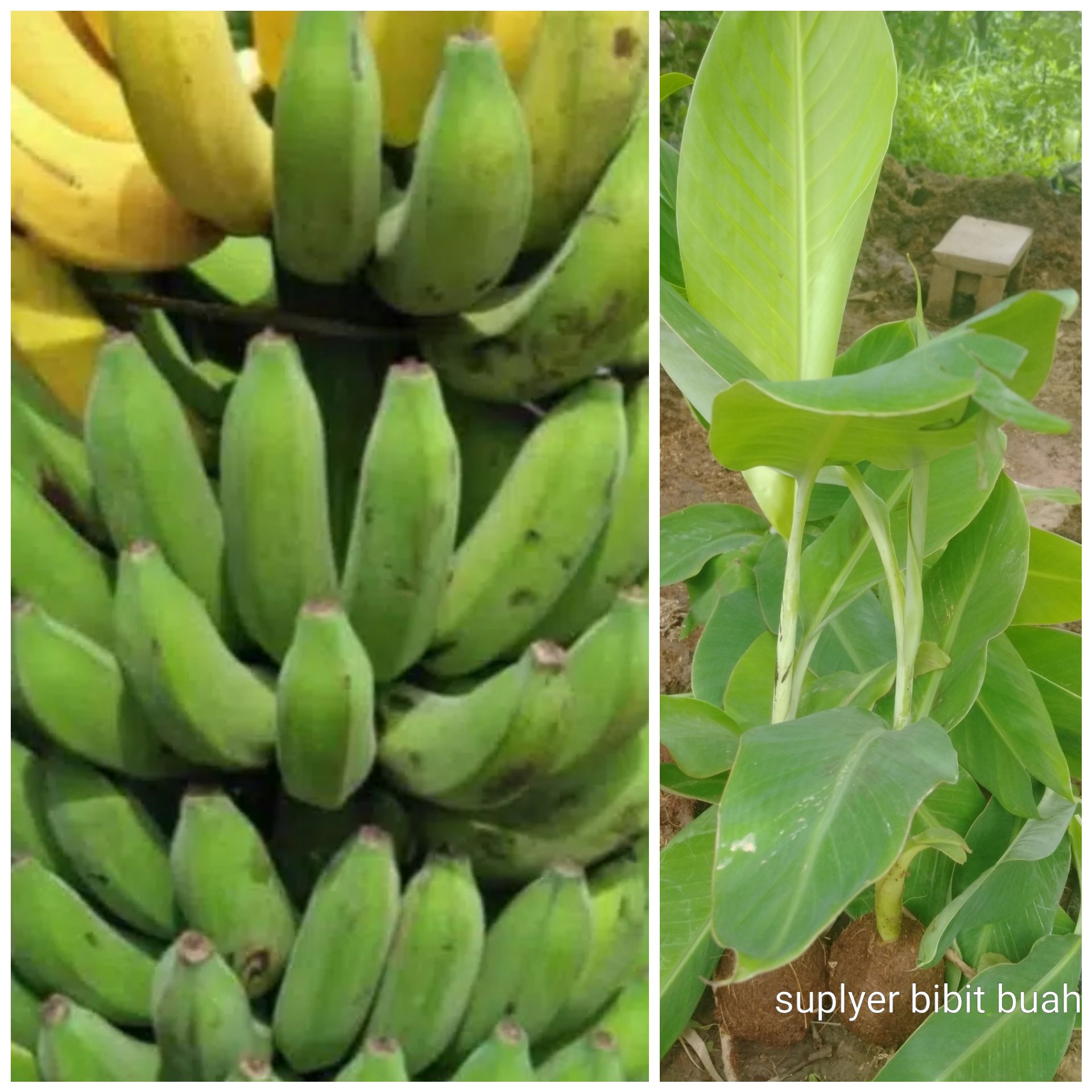 pohon Pisang Raja Sereh super / Bibit Tanaman pisang | Lazada Indonesia