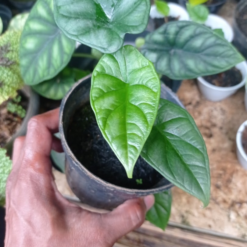 Bunga hias hidup keladi tengkorak dragon scale murah promo Tanaman Hias ...