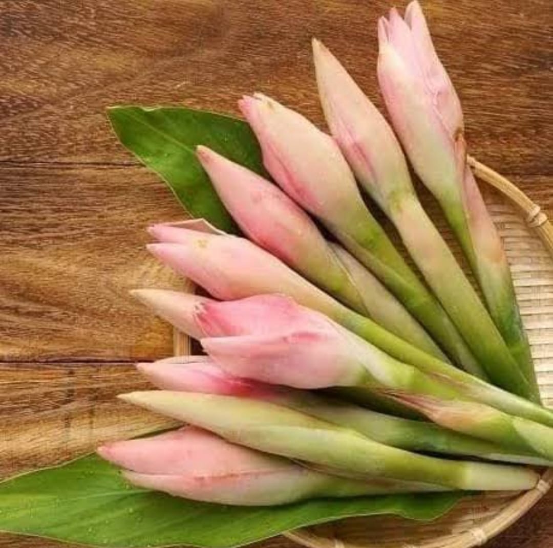 Bunga kecombrang beli 10 gratis 1 / romeh segar / bunga honje terlaris ...