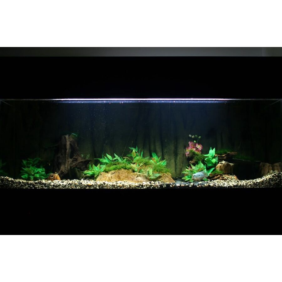 Membuat Background Hitam Aquarium at Gabriella Morison blog