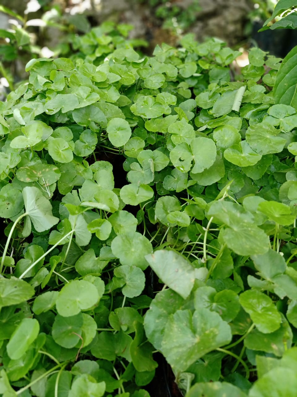 daun antanan segar 500 gram pegagan sawah | Lazada Indonesia