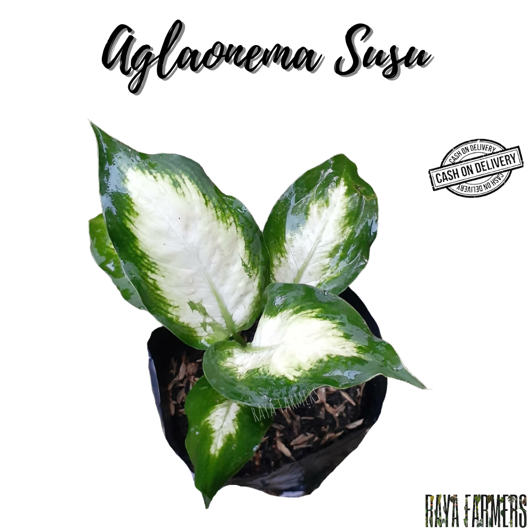 TANAMAN HIAS AGLONEMA SUSU / BLANCENG SUSU / AGLONEMA PUTIH / TANAMAN ...