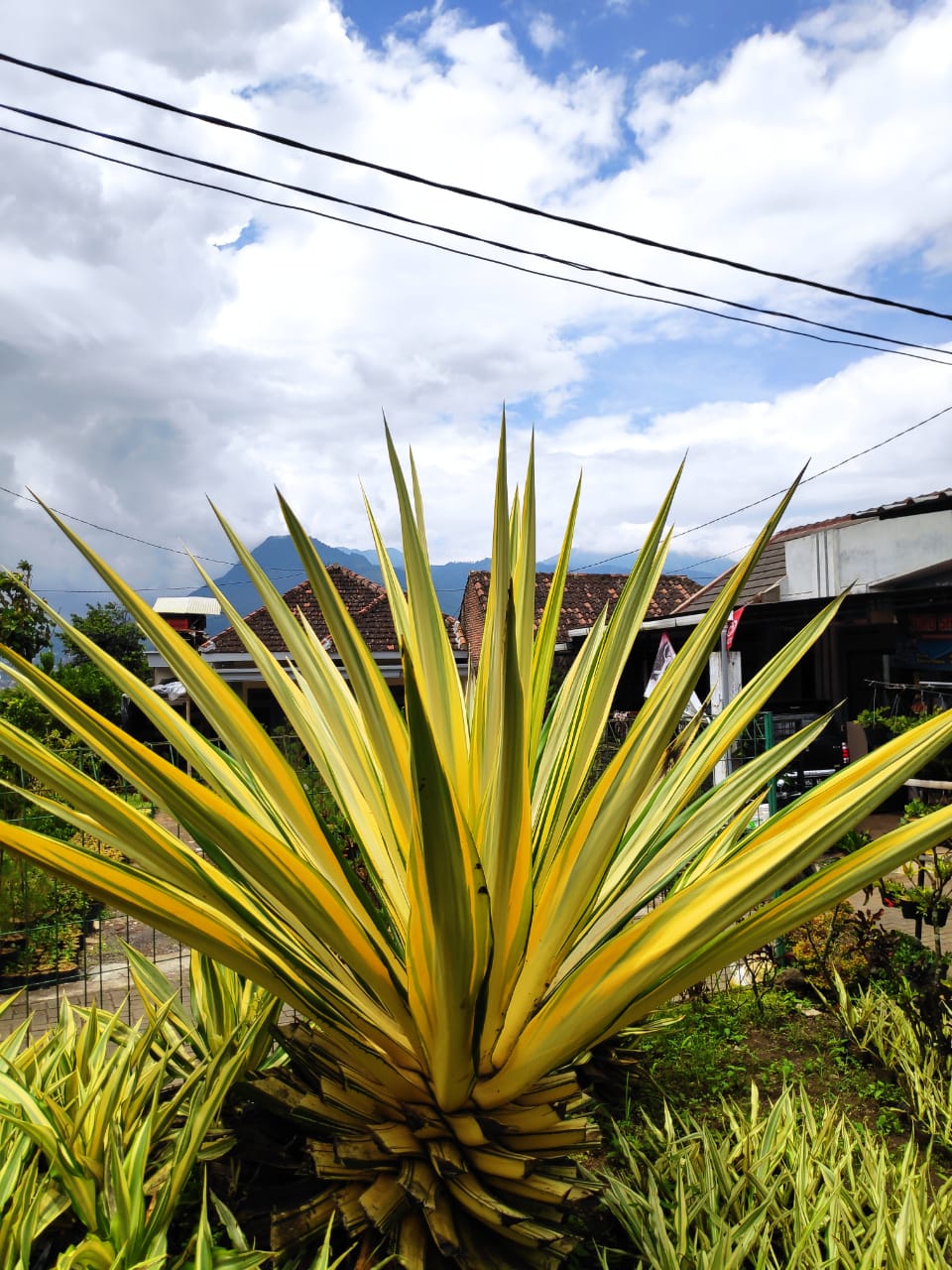 Tanaman Agave | Lazada Indonesia