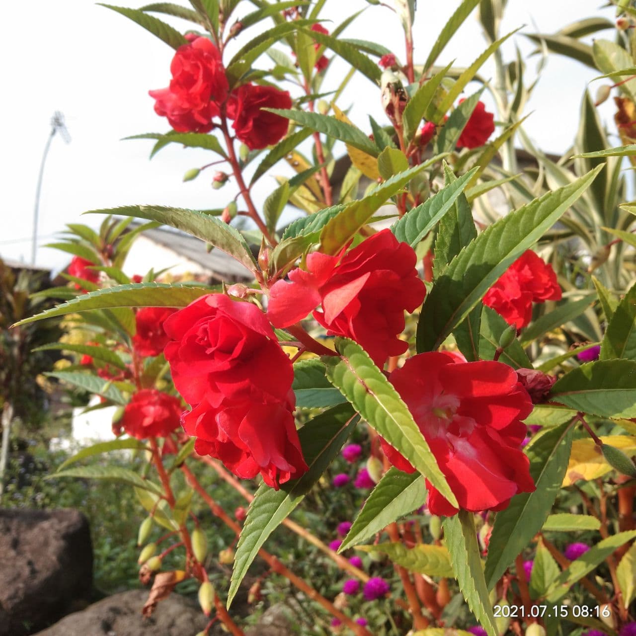 100 Butir Biji/Benih Bunga Pacar Cina Merah - Pacar Air Merah Mudah ...