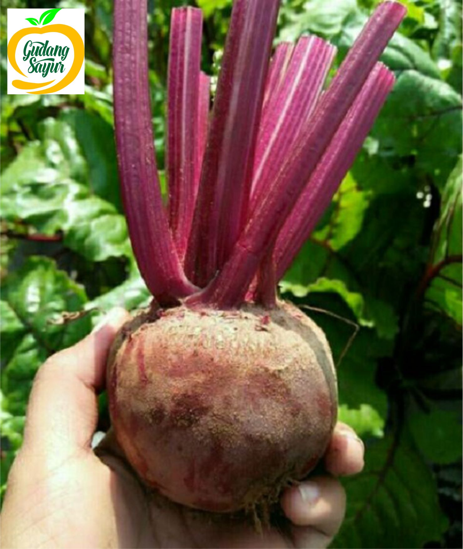BUAH BIT / BEET ROOT / BUAH BEET / PENAMBAH DARAH / FRESH 1 KG | Lazada ...
