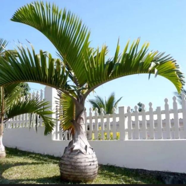 tanaman hias palem botol / bibit palem botol / pohon palem botol merah ...