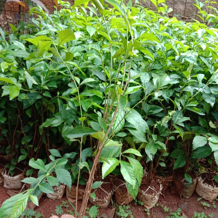 bibit tanaman pagar teh tehan pohon pangkas ijo | Lazada Indonesia