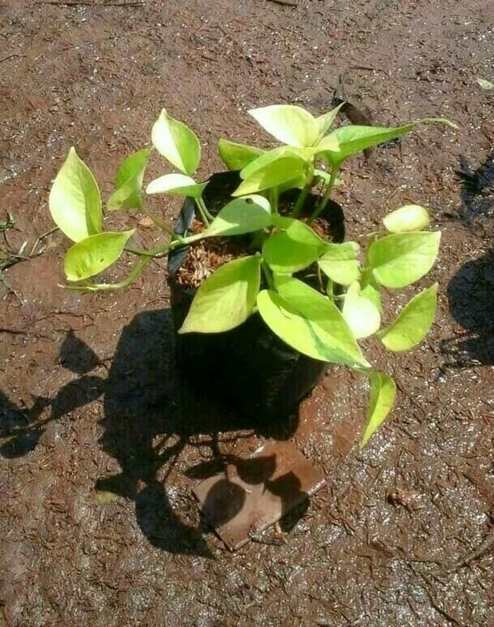 tanaman hias sri gading lemon - tanaman gantung sri gading | Lazada ...