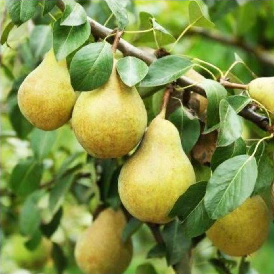4 Biji Benih Buah Pear Packham Kuning | Lazada Indonesia