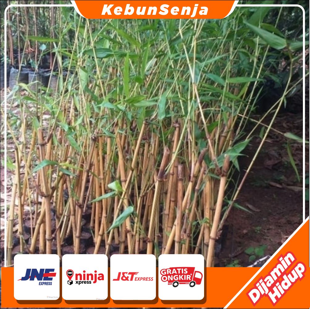 tanaman hias bambu Ampel kuning terbaik | Lazada Indonesia