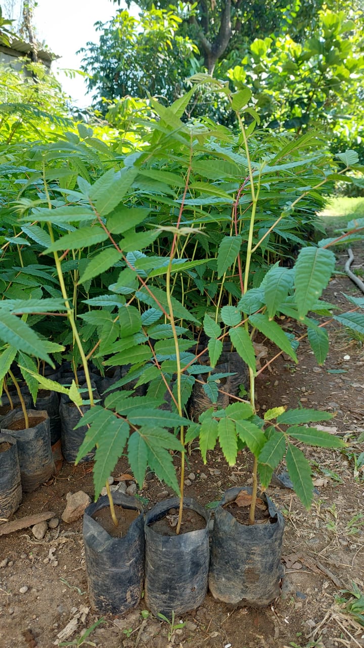 Bibit Tanaman Pohon Kayu Suren | Lazada Indonesia