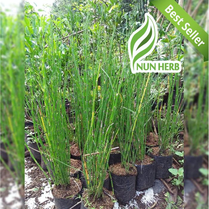 Tanaman Hias Bambu Hias - Pohon Bambu Air Hias Pagar Batang Unik ...