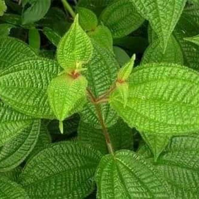 Daun harendong senggani sedunduk bulu 250grm | Lazada Indonesia