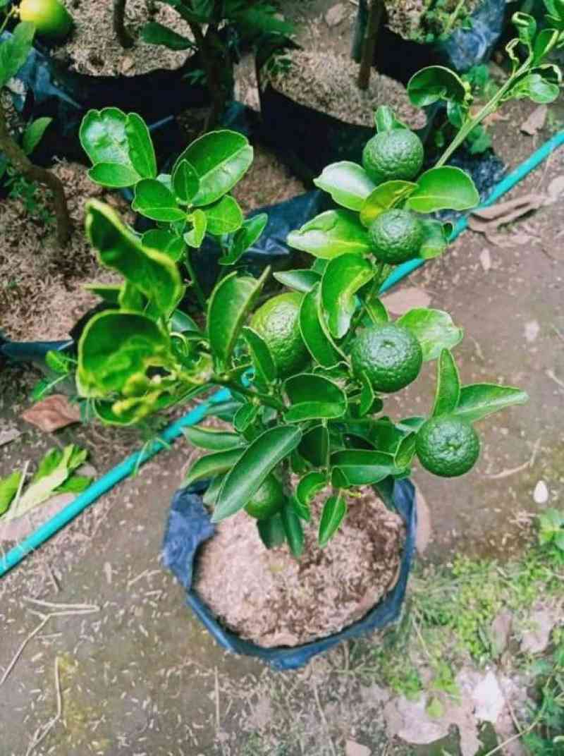 Pohon Jeruk Limao Jual Bibit Pohon Jeruk Limo//jeruk Limau Di Seller