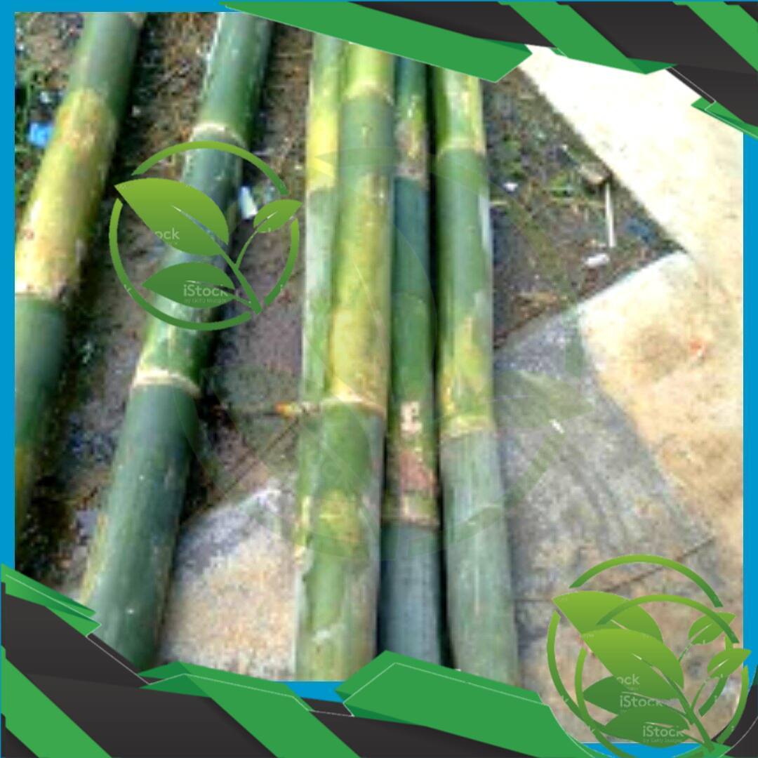 jual bambu apus/ bambu tali gelondongan / 1 meter | Lazada Indonesia