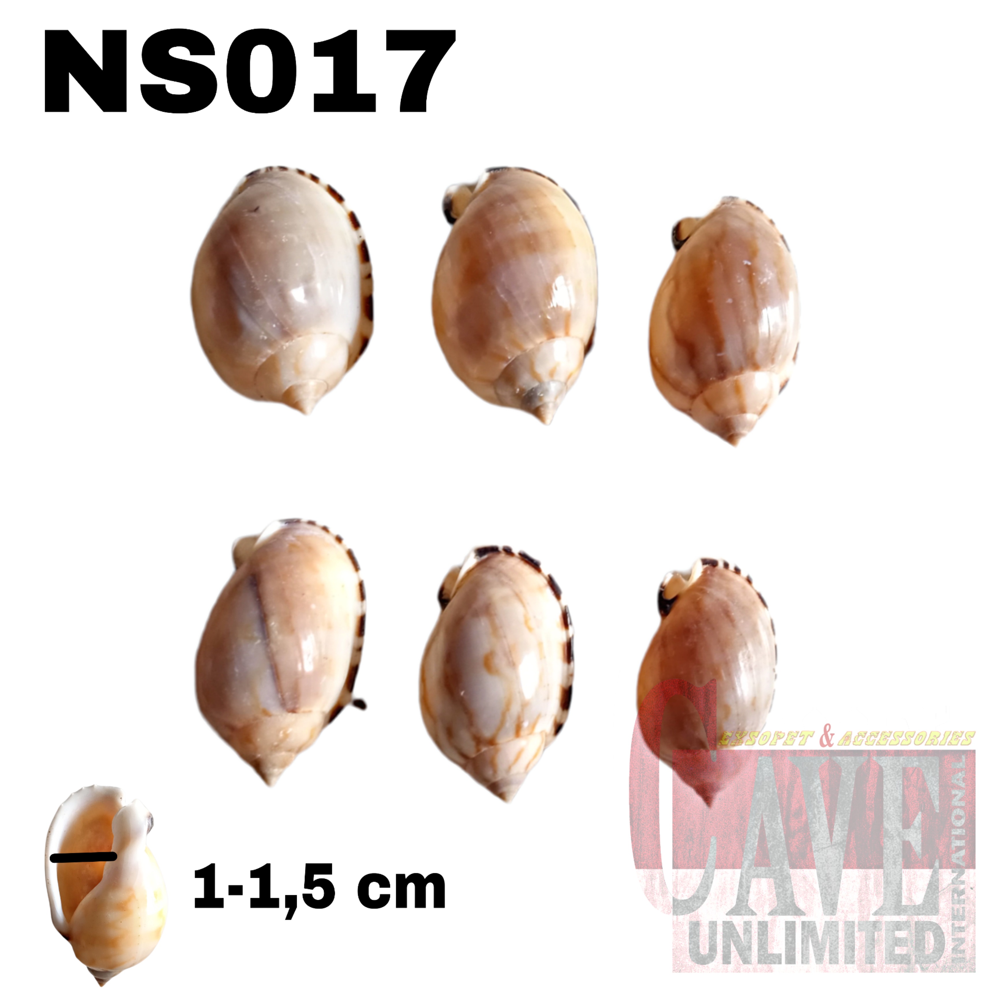 NS016 cangkang shell rumah kelomang keong umang kumang natural asli | Lazada Indonesia
