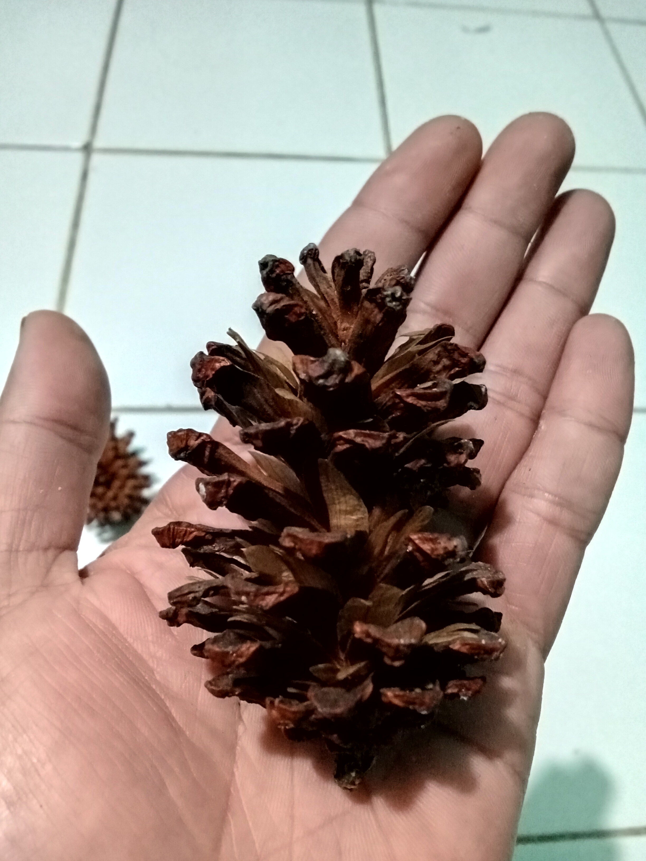 Buah Pinus Kering Biji Pinus Alami Untuk Hiasan Atau Rustic | Lazada ...
