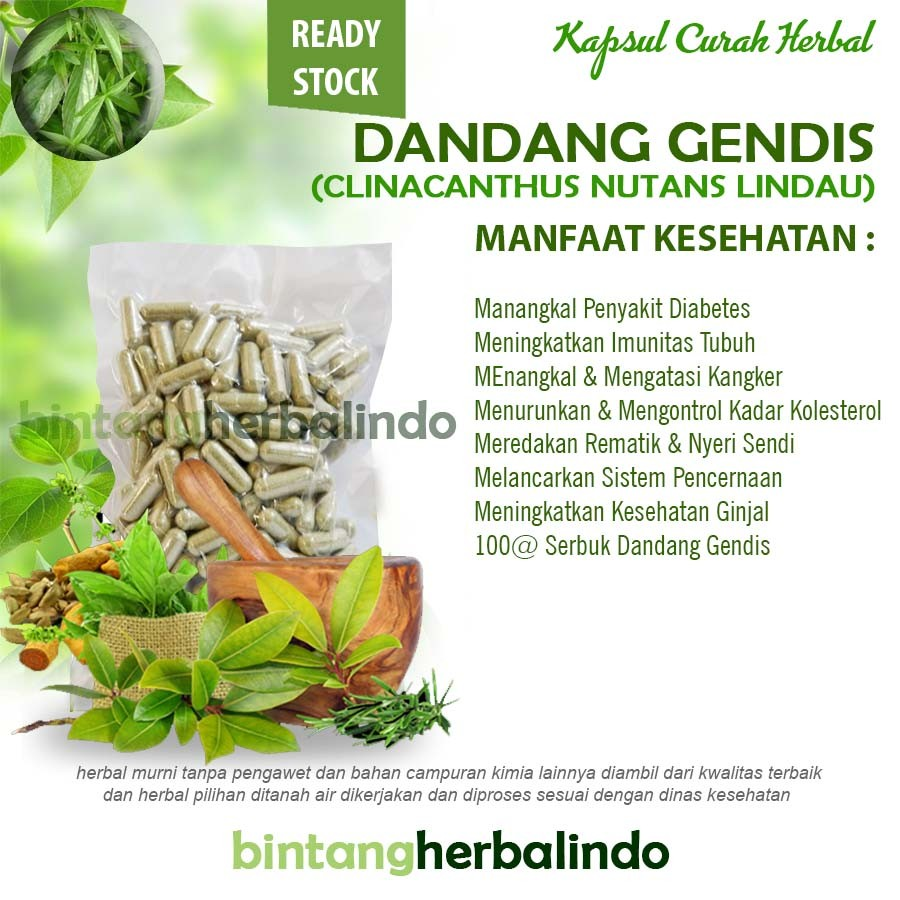 DANDANG GENDIS 100 Kapsul Herbal Diabetes Kolesterol Ginjal Pencernaan ...