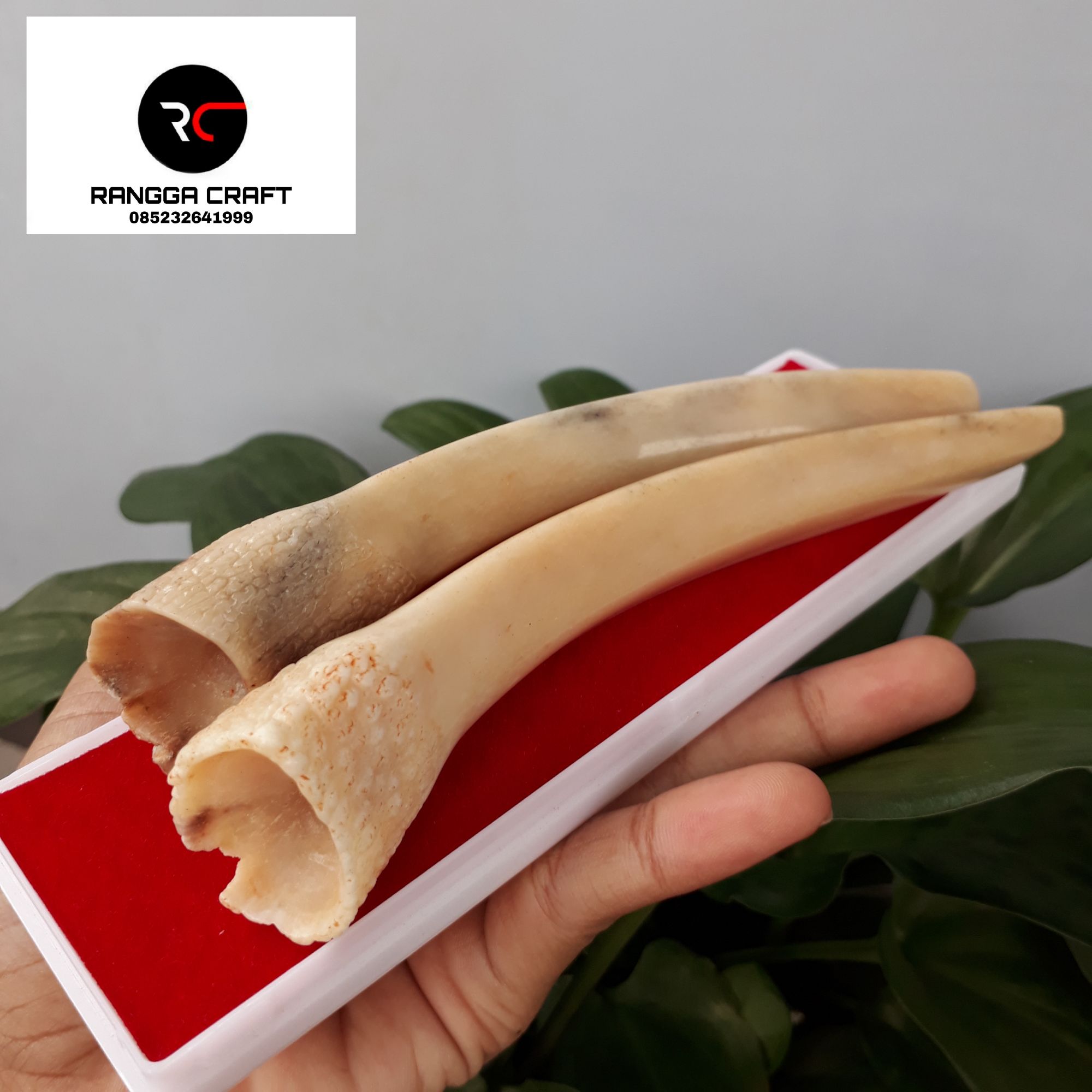 pipa rokok once taring iga duyung R 476 | Lazada Indonesia