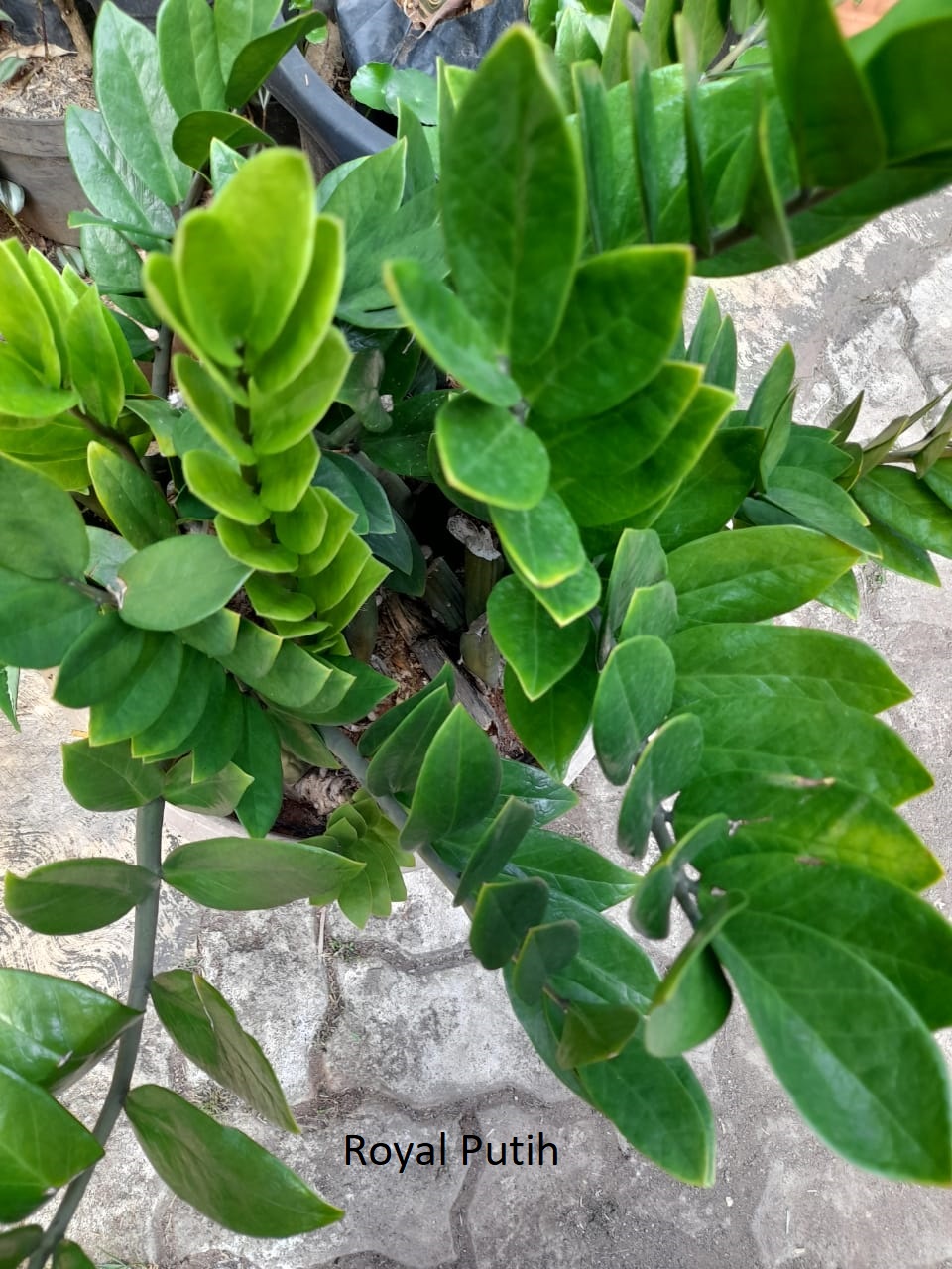 TANAMAN HIAS ZZ PLANT (Zamioculcas Zamiifolia) 8 BATANG RIMBUN | Lazada ...