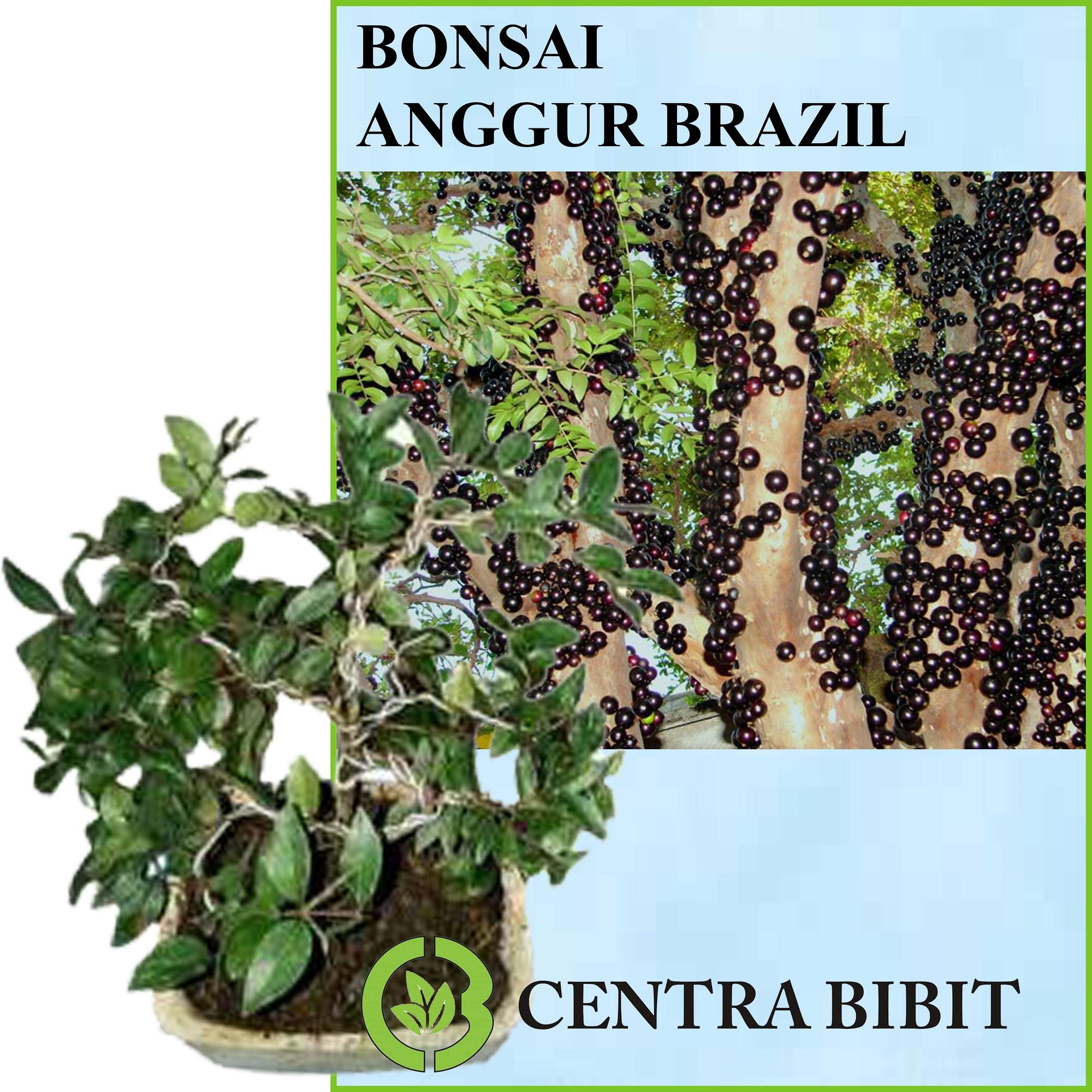 Tanaman Bonsai Anggur Brazil | Lazada Indonesia