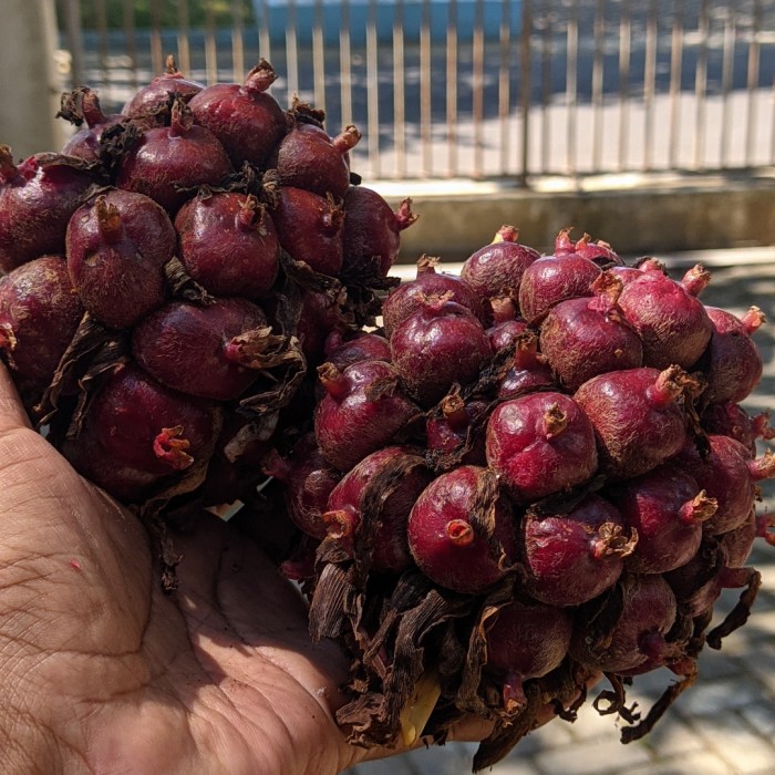 Buah kecombrang merah / honje laka 1kg fresh segar | Lazada Indonesia