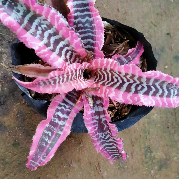 Tanaman hias bromelia cryptantus zebra pink - bromelia cryptantus pink ...
