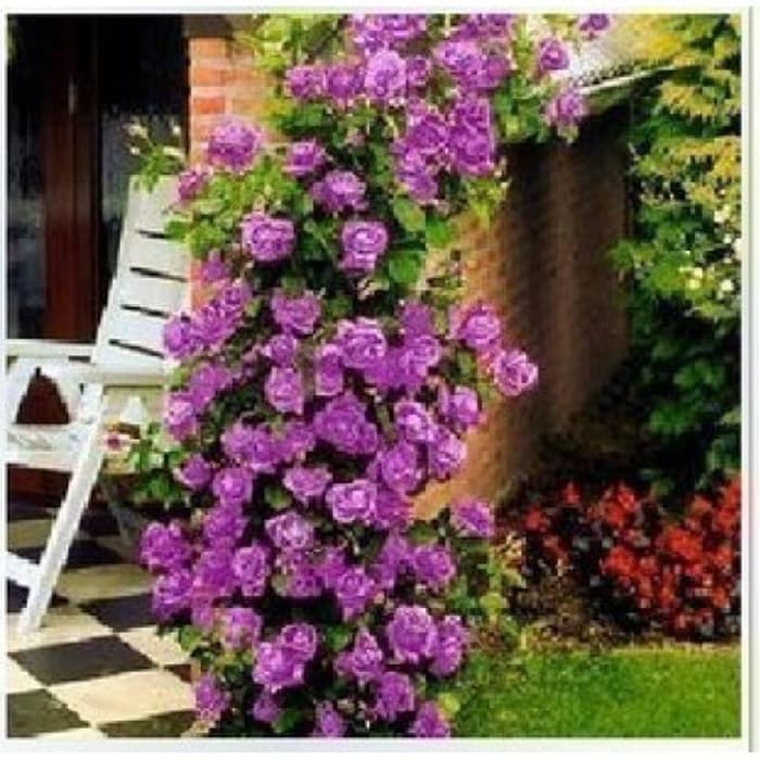 Mawar Rambat Bibit Bunga Climbing Rose Tanaman Hidup Banyak Warna ...