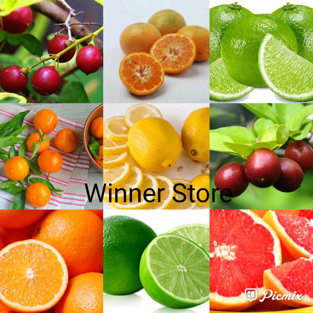 Bibit Benih Buah Jeruk Manis Mix (10 Butir) | Lazada Indonesia