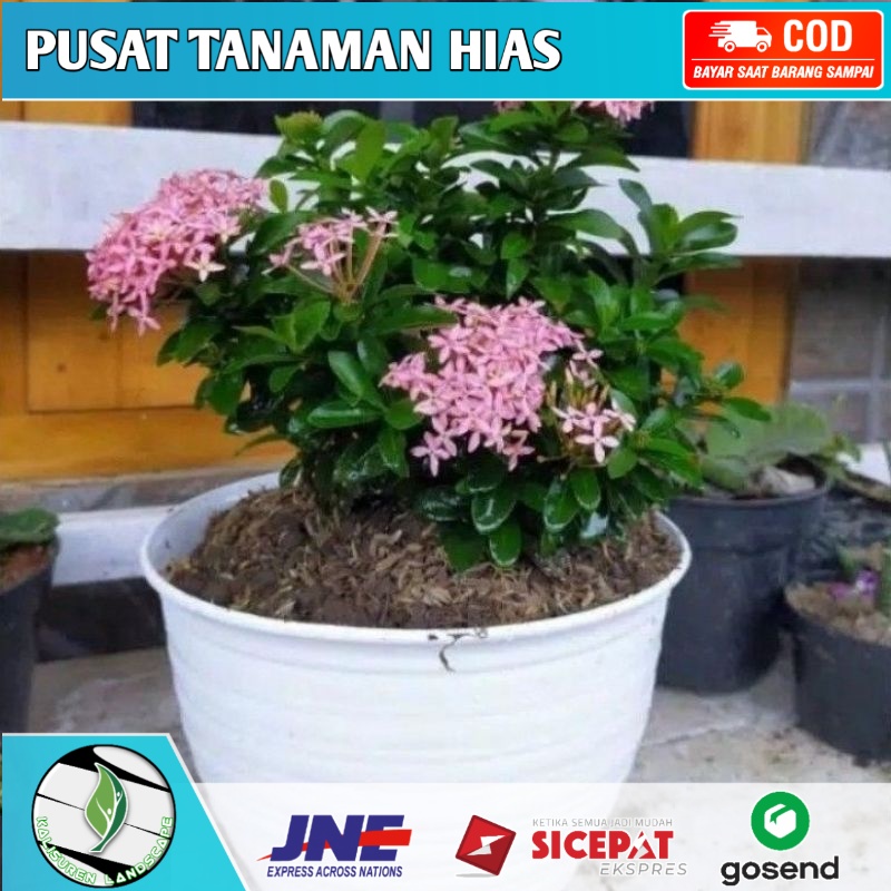 Bisa Cod Termurah Tanaman Hias Asoka Varian Warna Bunga Hias