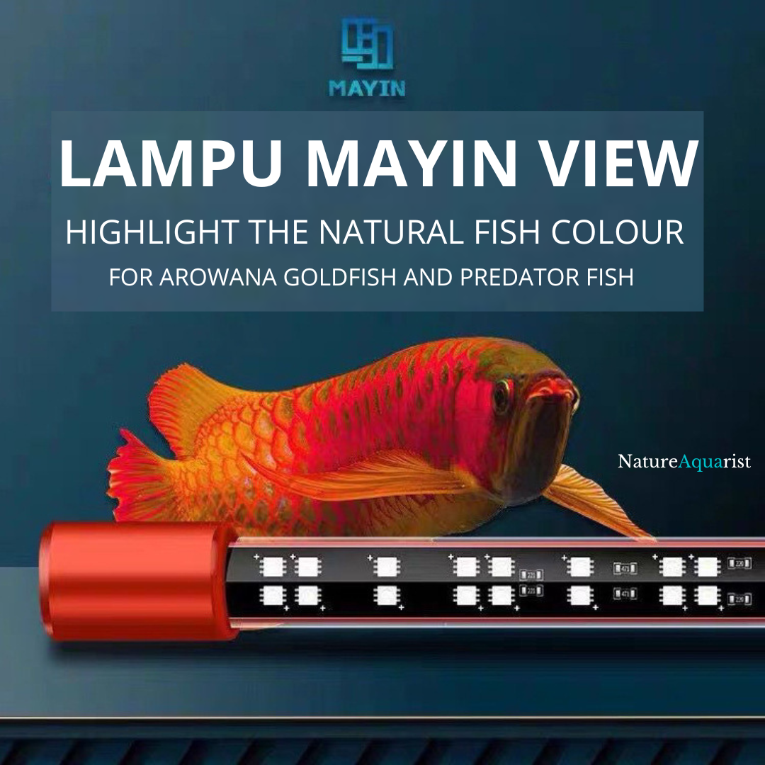 Lampu Mayin View Led Aquarium Ikan Arowana Arwana Goldfish Predator Koi ...