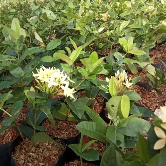 pohon Soka bunga kuning / Asoka kuning / tanaman Soka hawai | Lazada ...