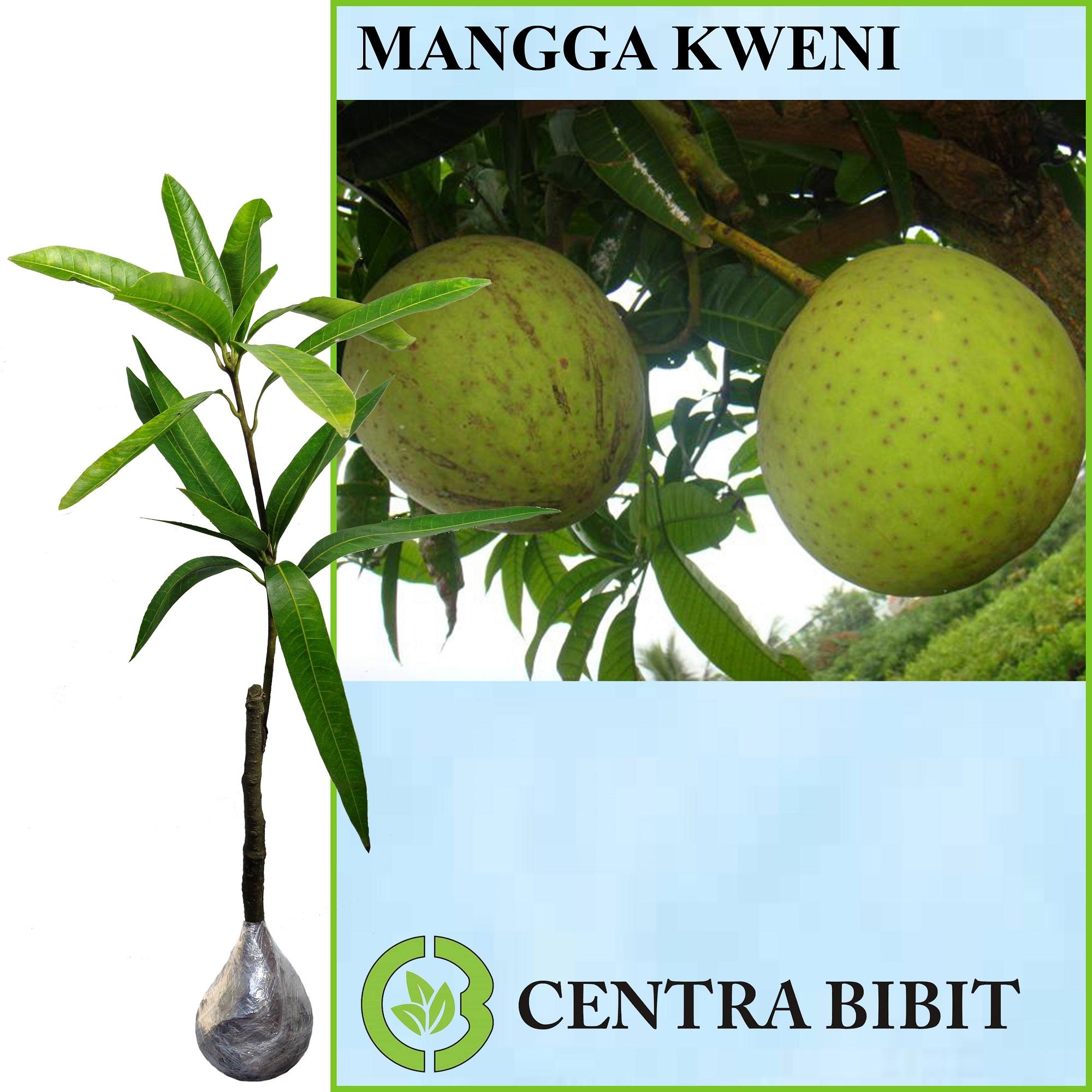 Tanaman Buah Mangga Kweni | Lazada Indonesia