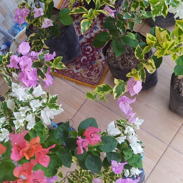 bunga bougenville 1 pohon 3 warna variegata/ tanaman hiasan rumah ...