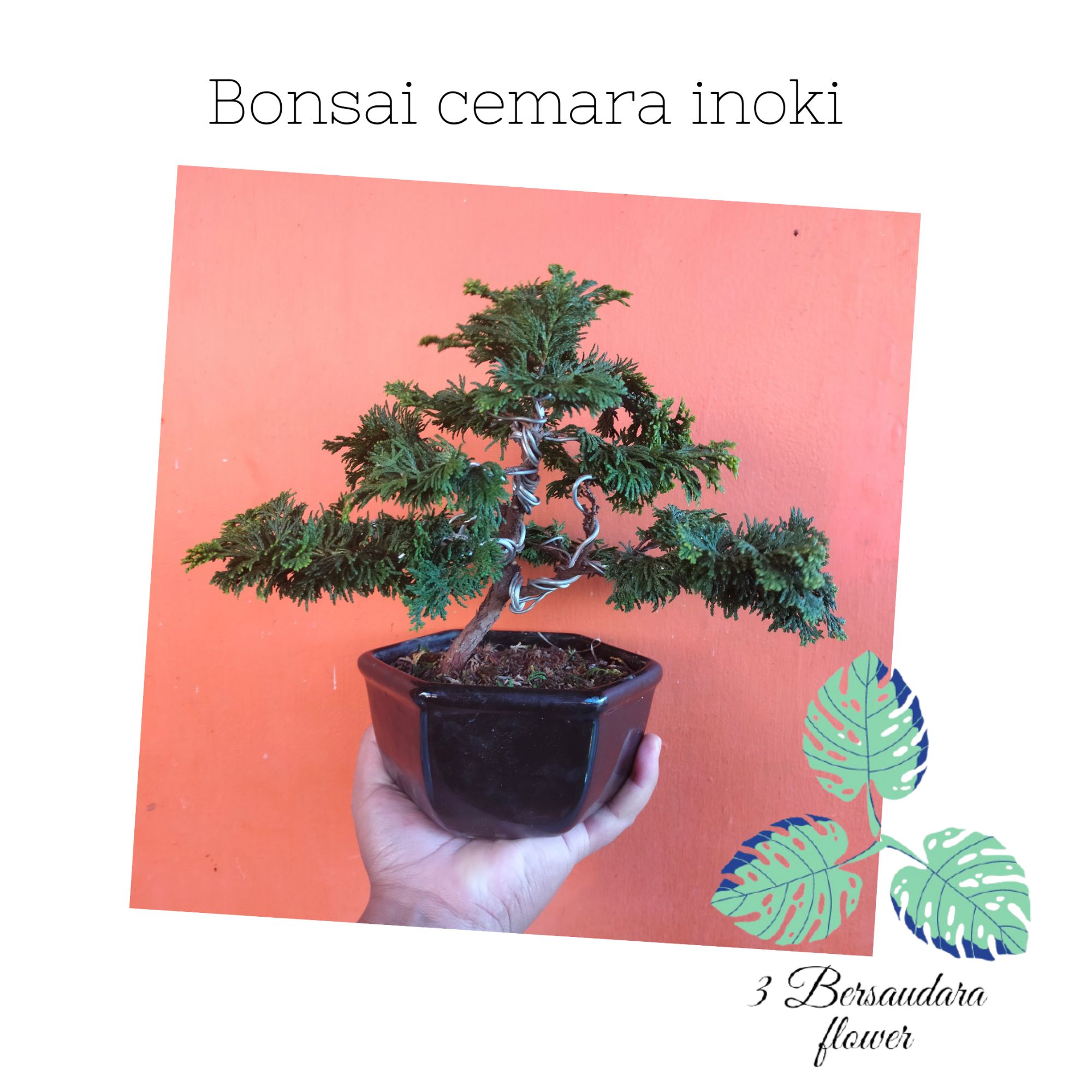 Bonsai cemara inoki limited edition | Lazada Indonesia