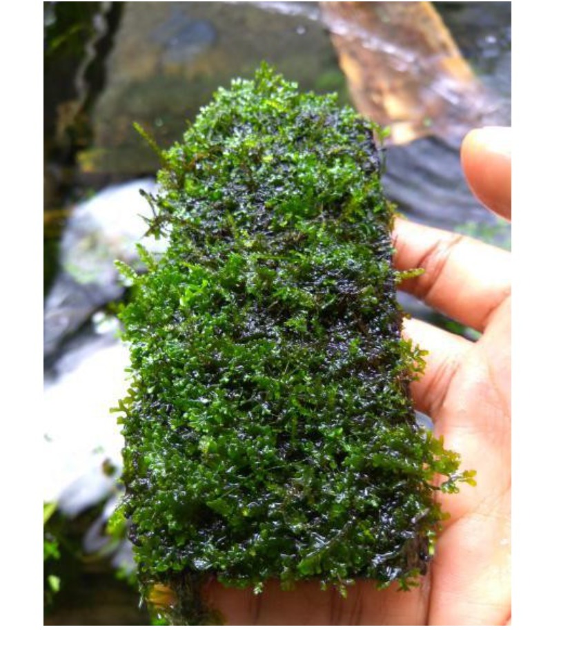 Tanaman aquascape Moss Lempeng Ricardia | Lazada Indonesia