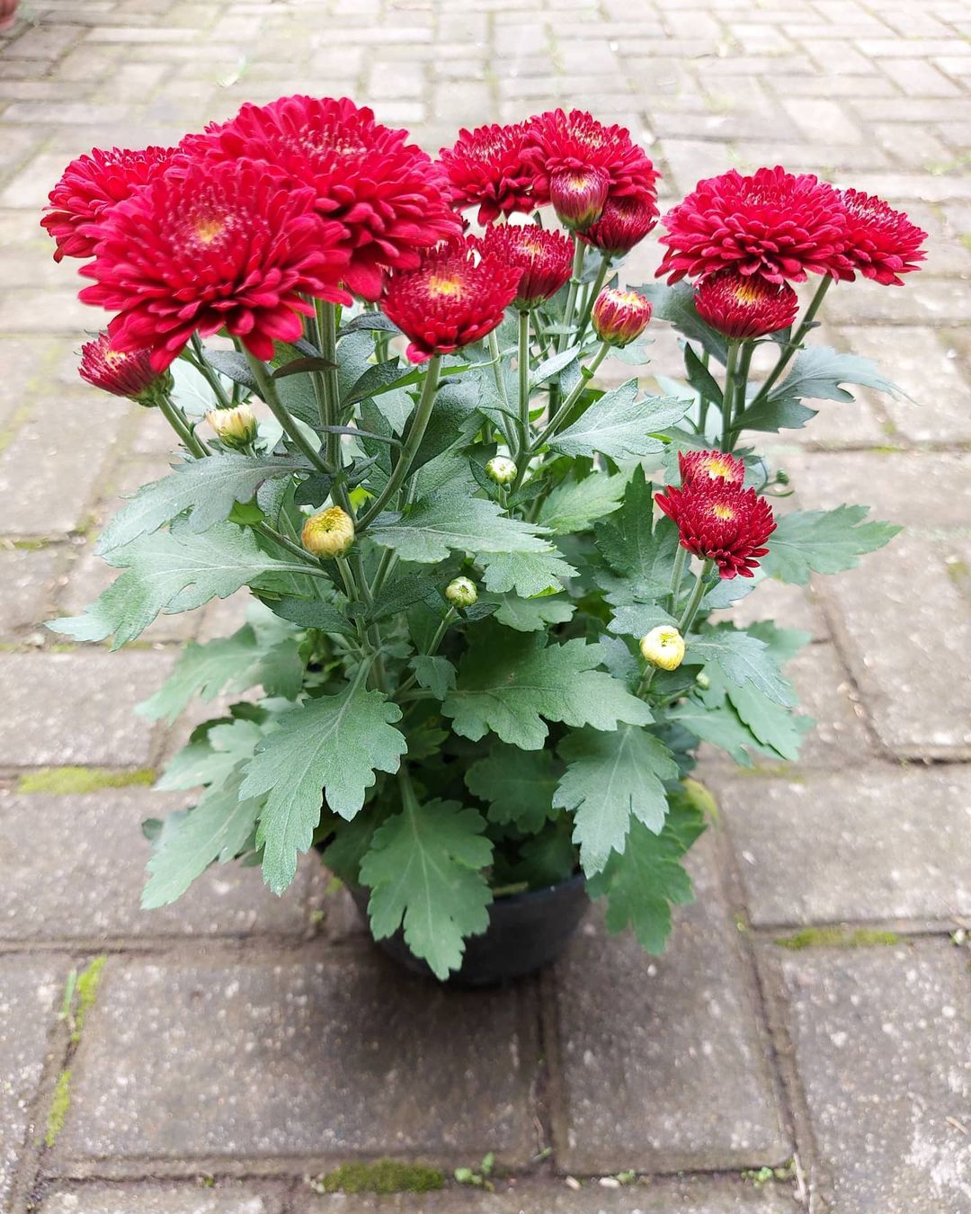 [ BELI 1 GRATIS 1 ] TANAMAN BUNGA HIAS HIDUP KRISAN ASTER BISA PILIH ...