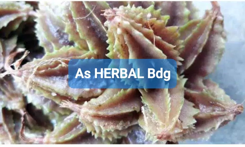 Ready buah hangasa buah renggak atau wresah 300 gram | Lazada Indonesia