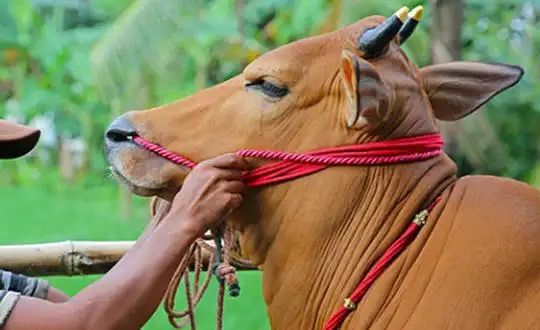 Tali Tuntun sapi Pasangan ikat kepala,Head halter sapi / harnes ...
